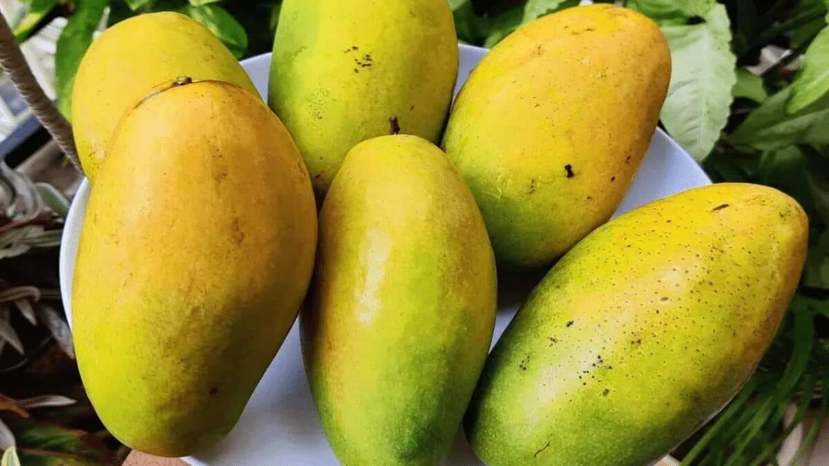 Top 7 Types Of Indian Mangoes To Try This Summer