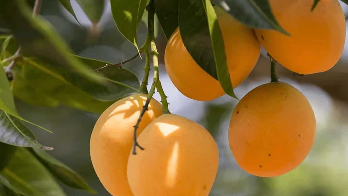 Top 7 Types Of Indian Mangoes To Try This Summer